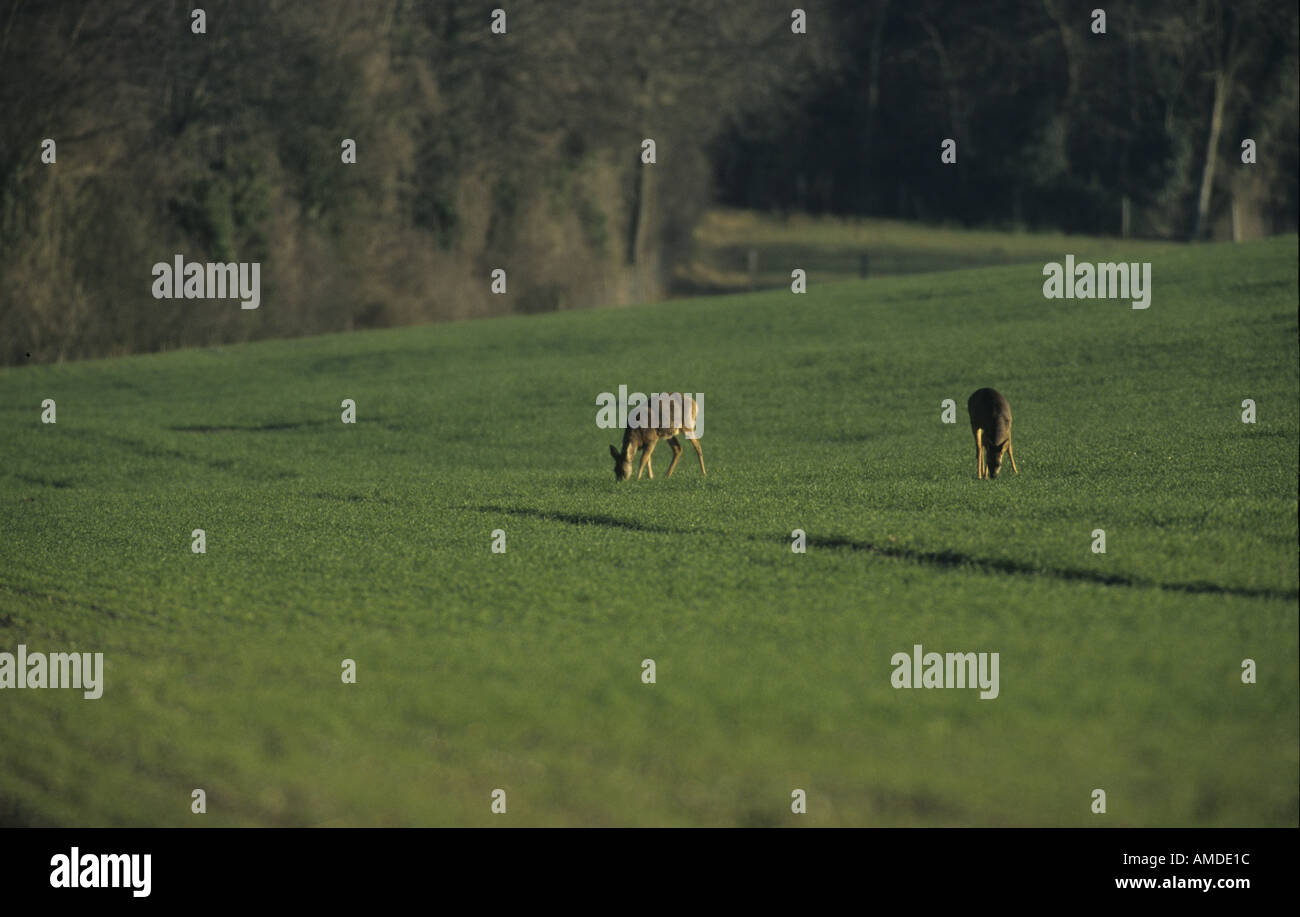 Feeding corn to deer hi-res stock photography and images - Alamy