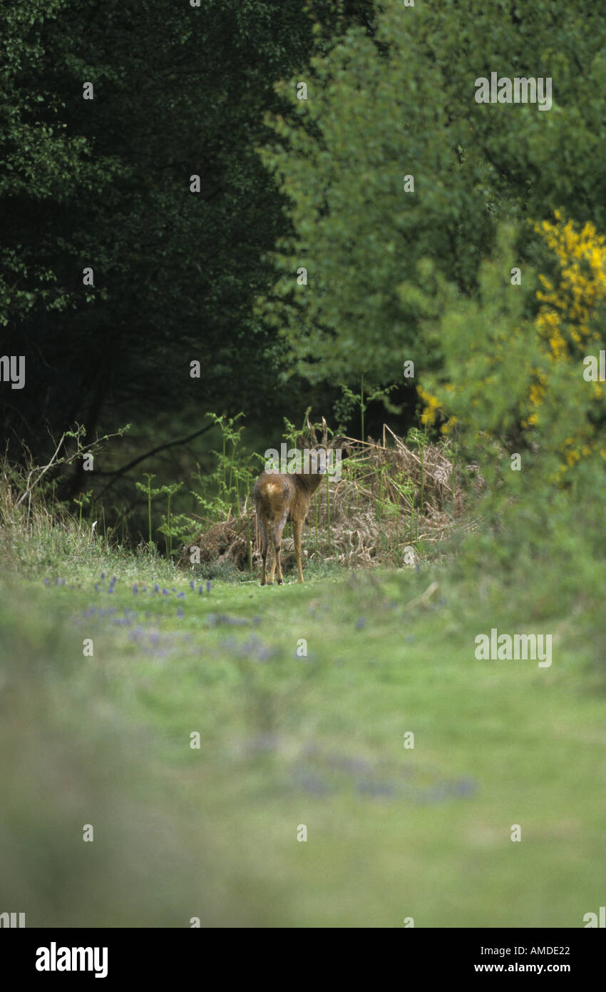 ROE DEER ON WOODLAND RIDE SUSSEX UK Stock Photo - Alamy