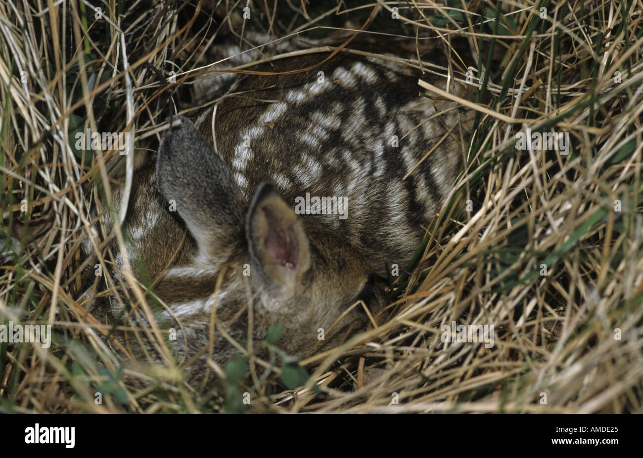 Sleeping fawn hi-res stock photography and images - Alamy