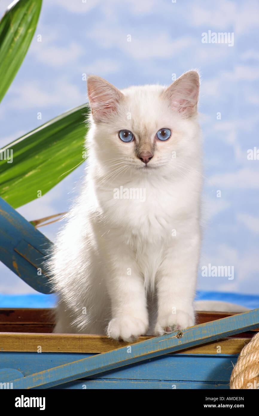 Sacred cat of Burma - kitten in boat Stock Photo - Alamy