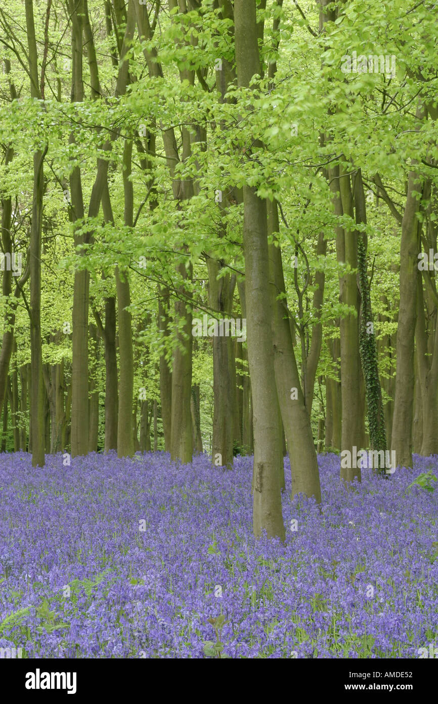 Bluebells badbury clump hi-res stock photography and images - Alamy