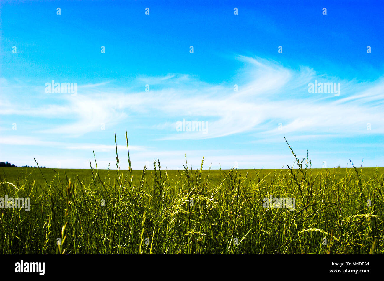 Barley country with veil clouds Stock Photo - Alamy