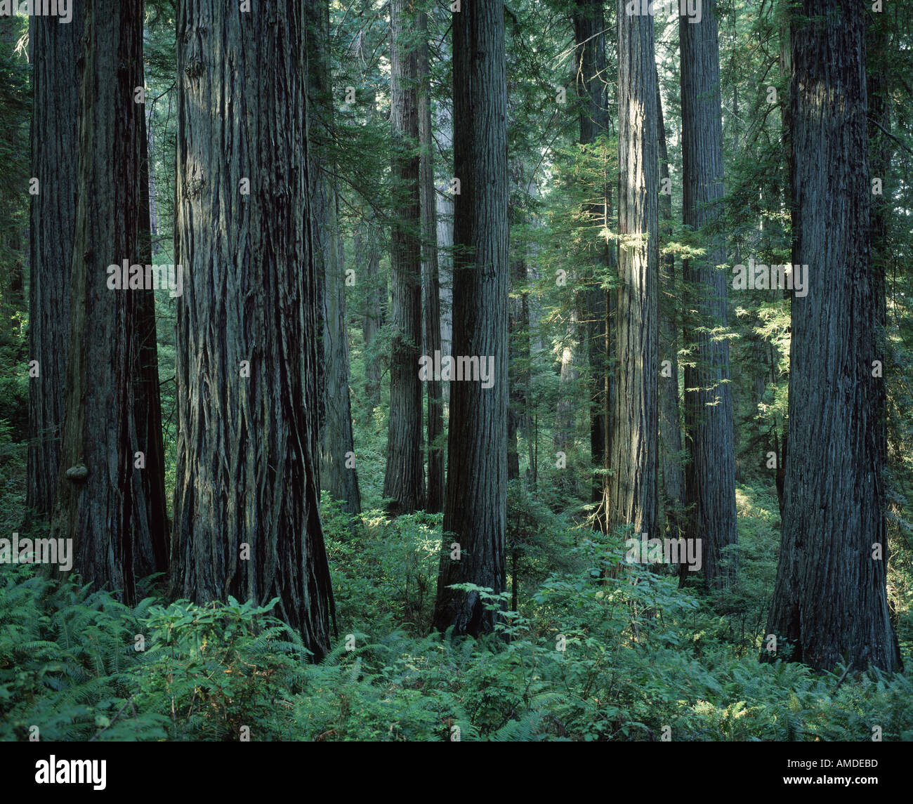 Red Woods National Park USA Stock Photo - Alamy