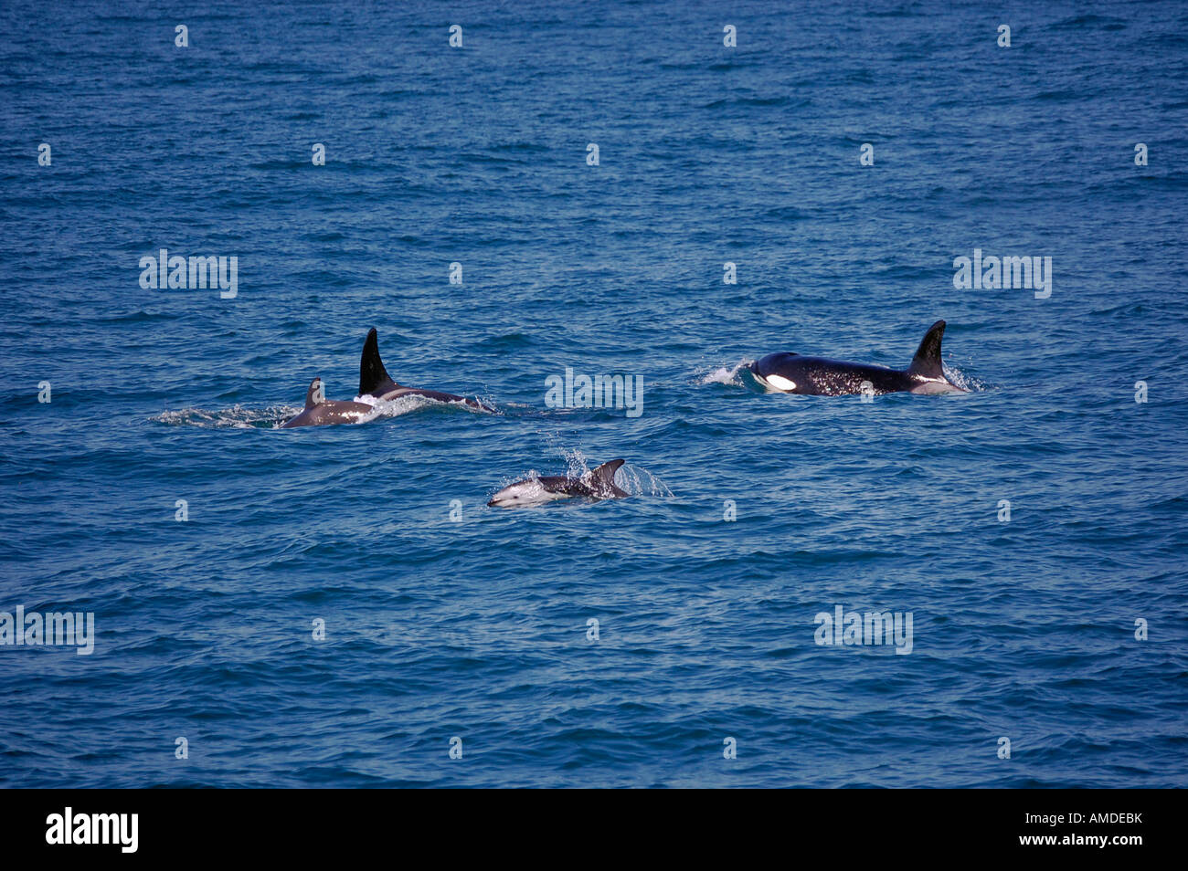 Dusky dolphin (Lagenorhynchus obscurus) and (Orca Orcinus) orca Kaikoura New Zealand Stock Photo ...