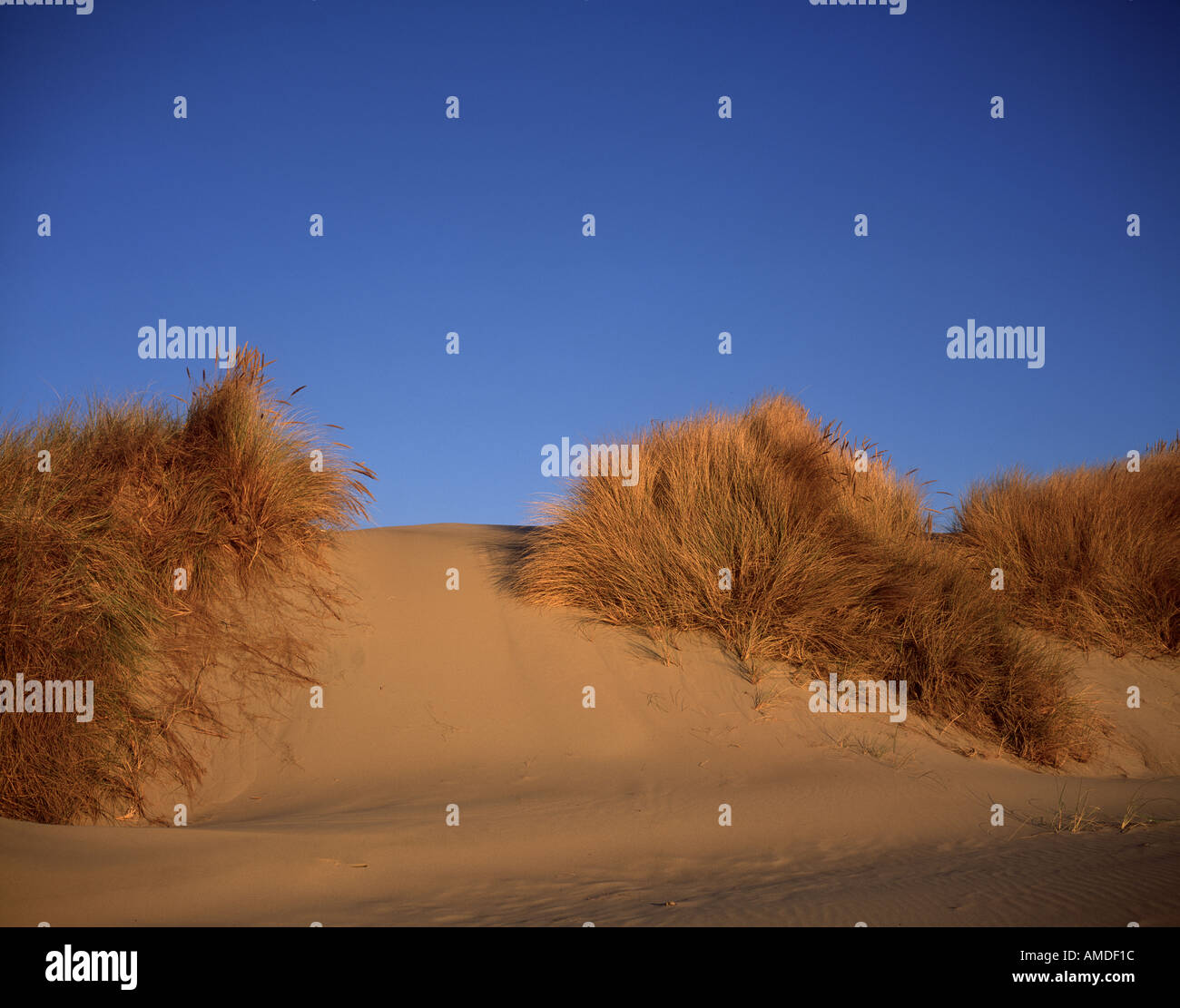 Sand dunes in Oregon USA Stock Photo - Alamy