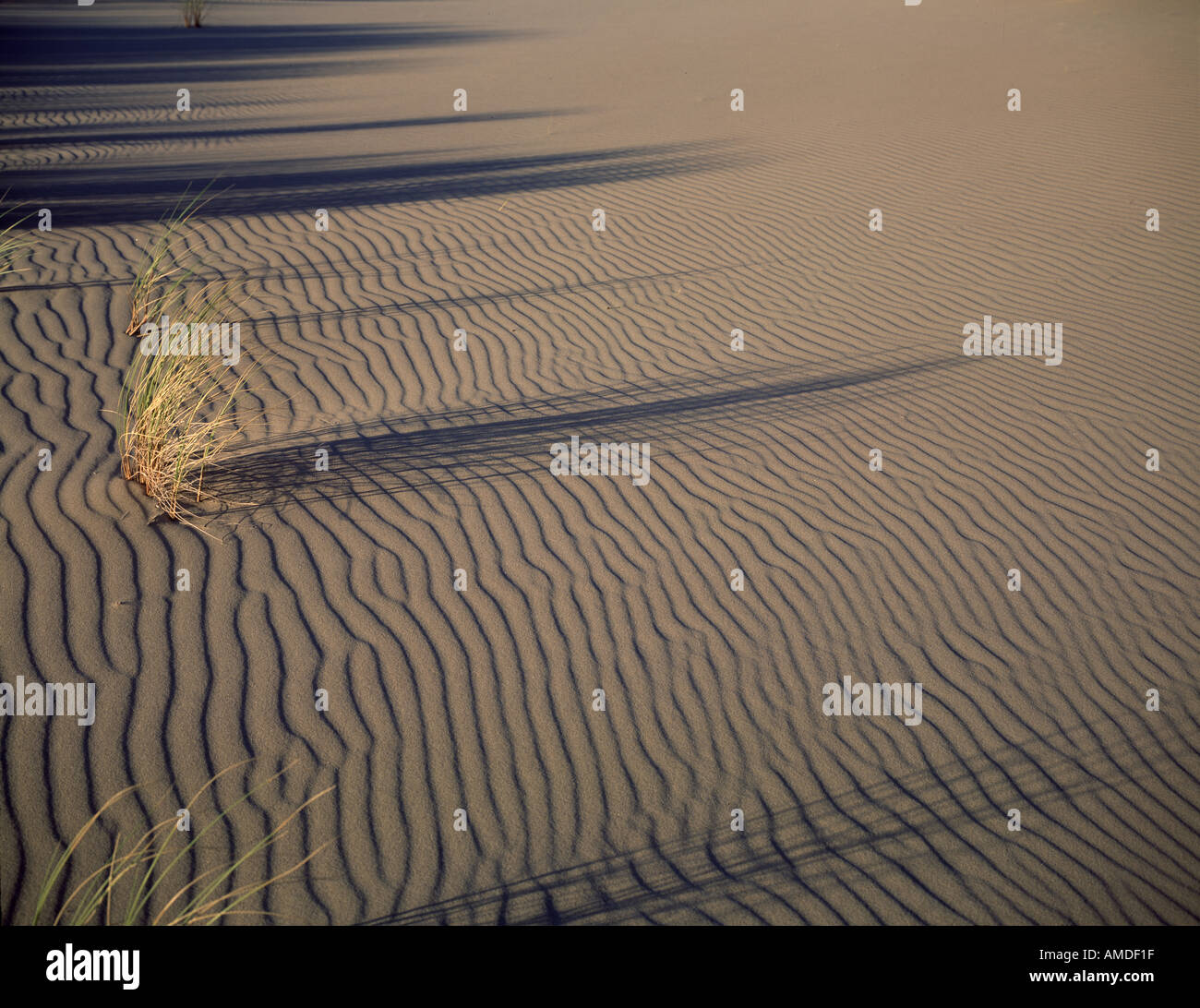 Sand dunes in Oregon USA Stock Photo - Alamy
