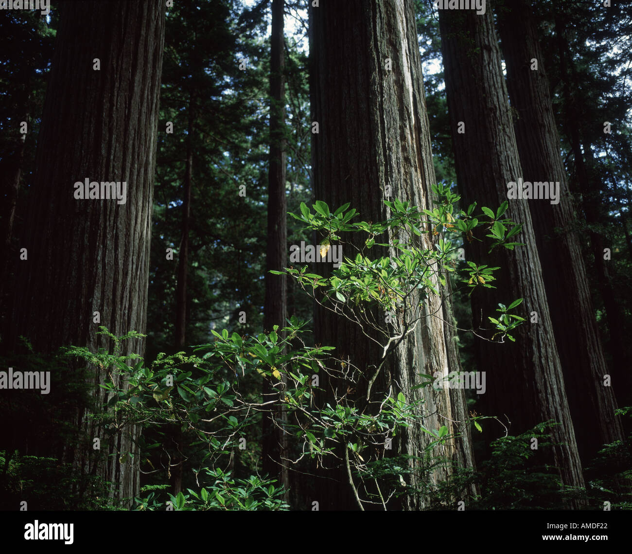 Red Woods National Park USA Stock Photo - Alamy