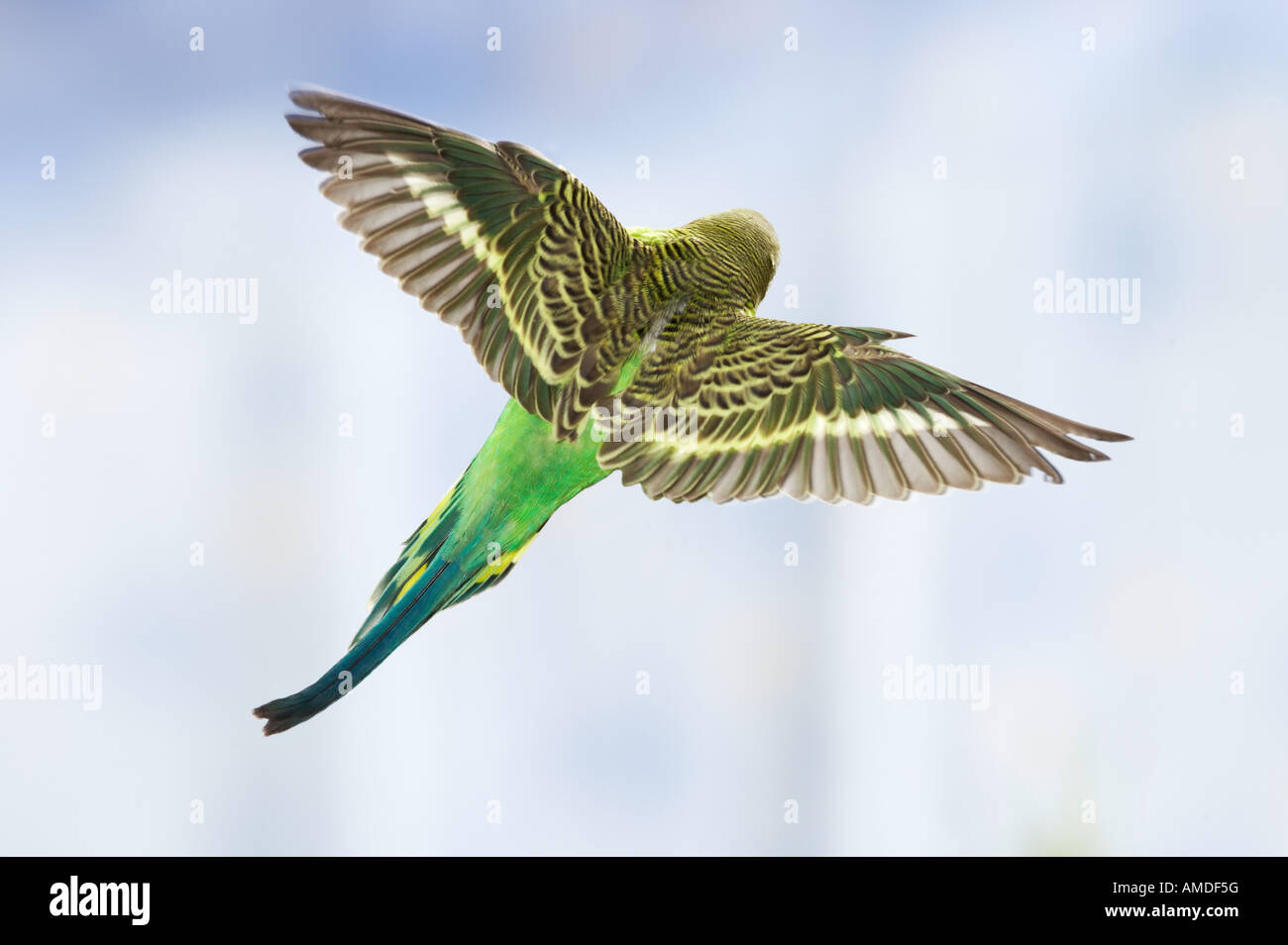 Budgerigar, Budgie (Melopsittacus undulatus) in fight Stock Photo - Alamy