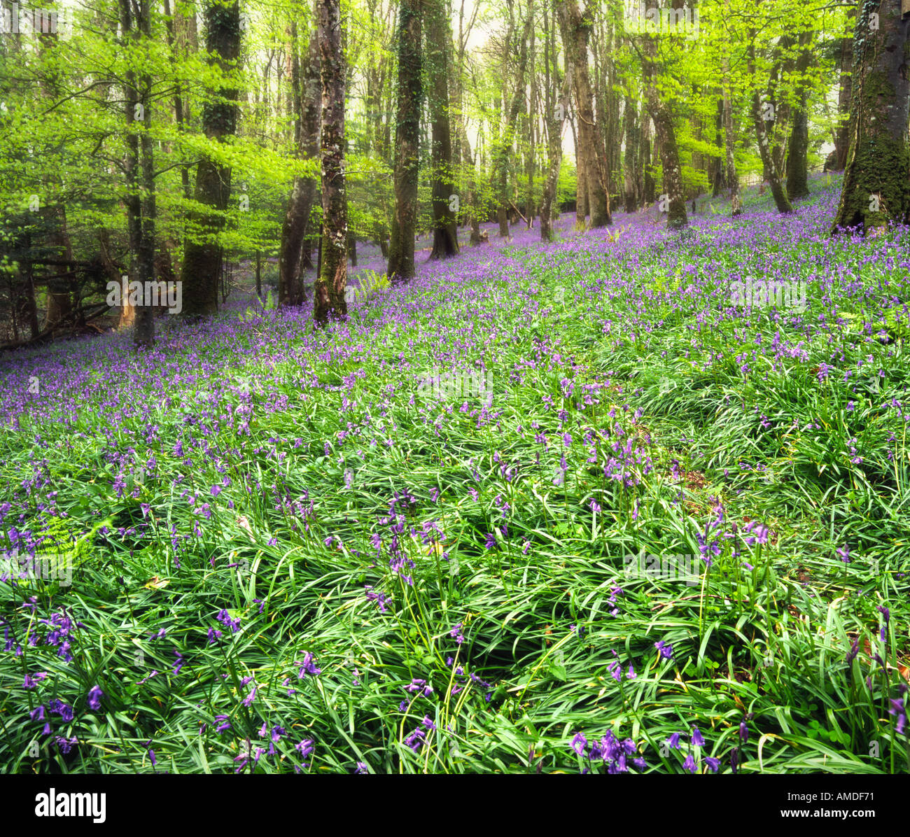 North devon fauna hi-res stock photography and images - Alamy