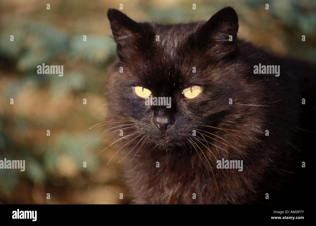 A fluffy black cat drooling and dribbling from his mouth Stock Photo ...