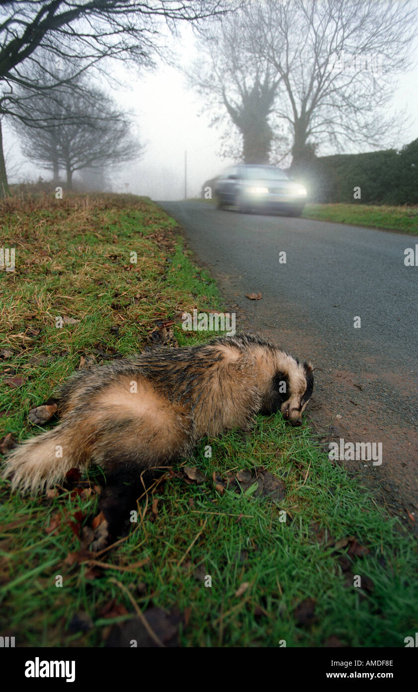 Badger damage hi-res stock photography and images - Alamy