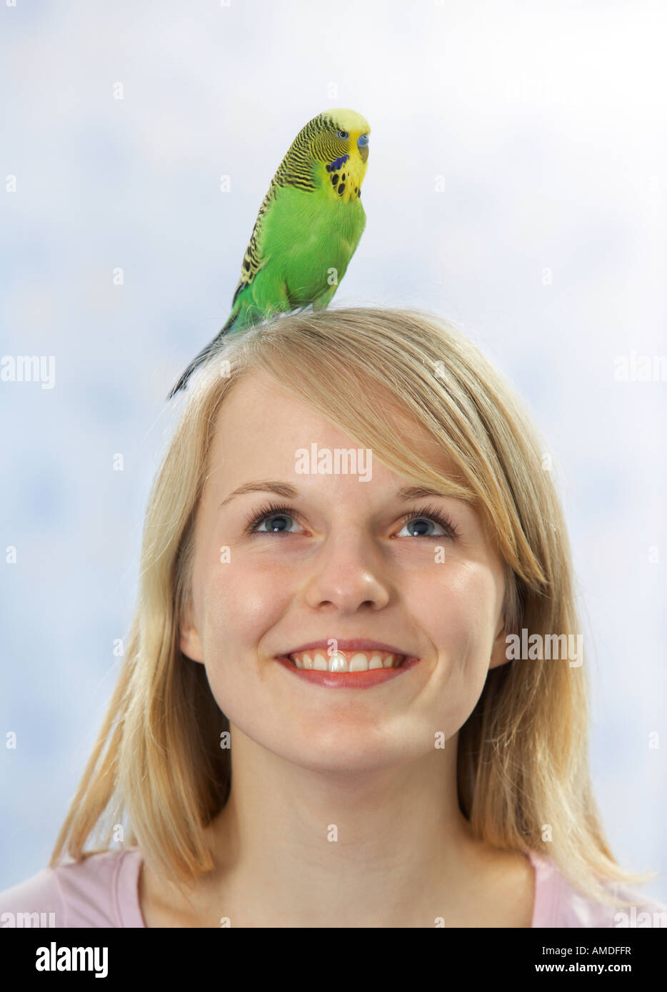 Budgerigars female melopsittacus undulatus budgie hi-res stock ...