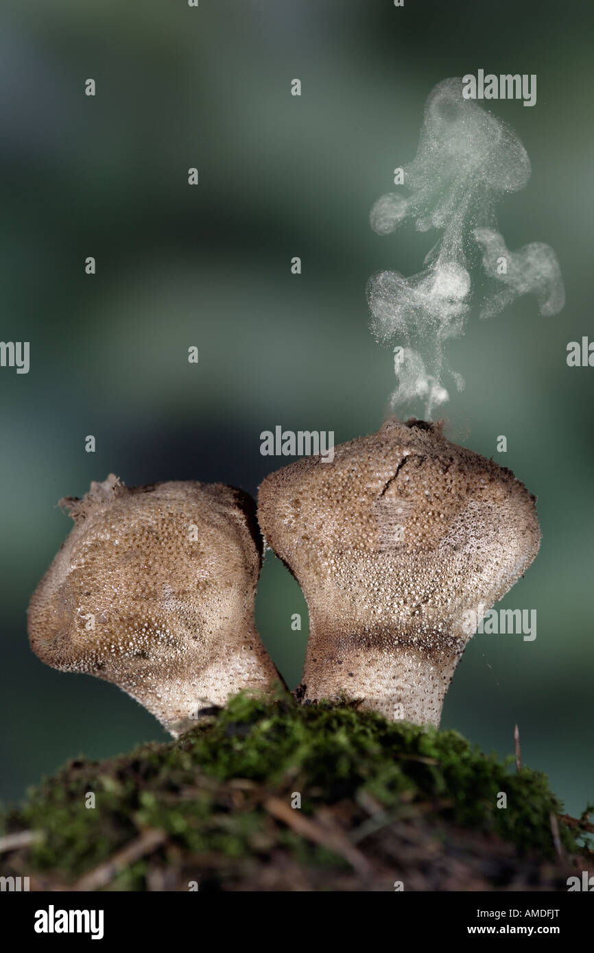 Puffball spores hi-res stock photography and images - Alamy