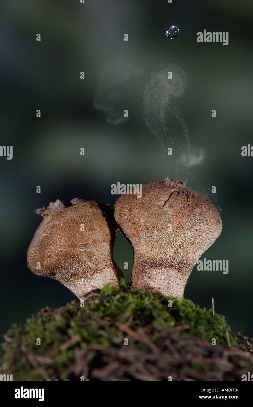 Puffball emitting spores Stock Photo - Alamy