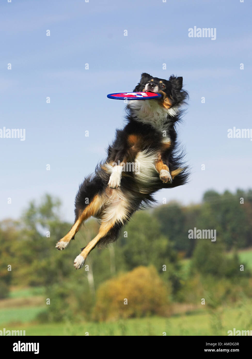 Australian Shepherd. Adult dog playing with flying disc Stock Photo - Alamy