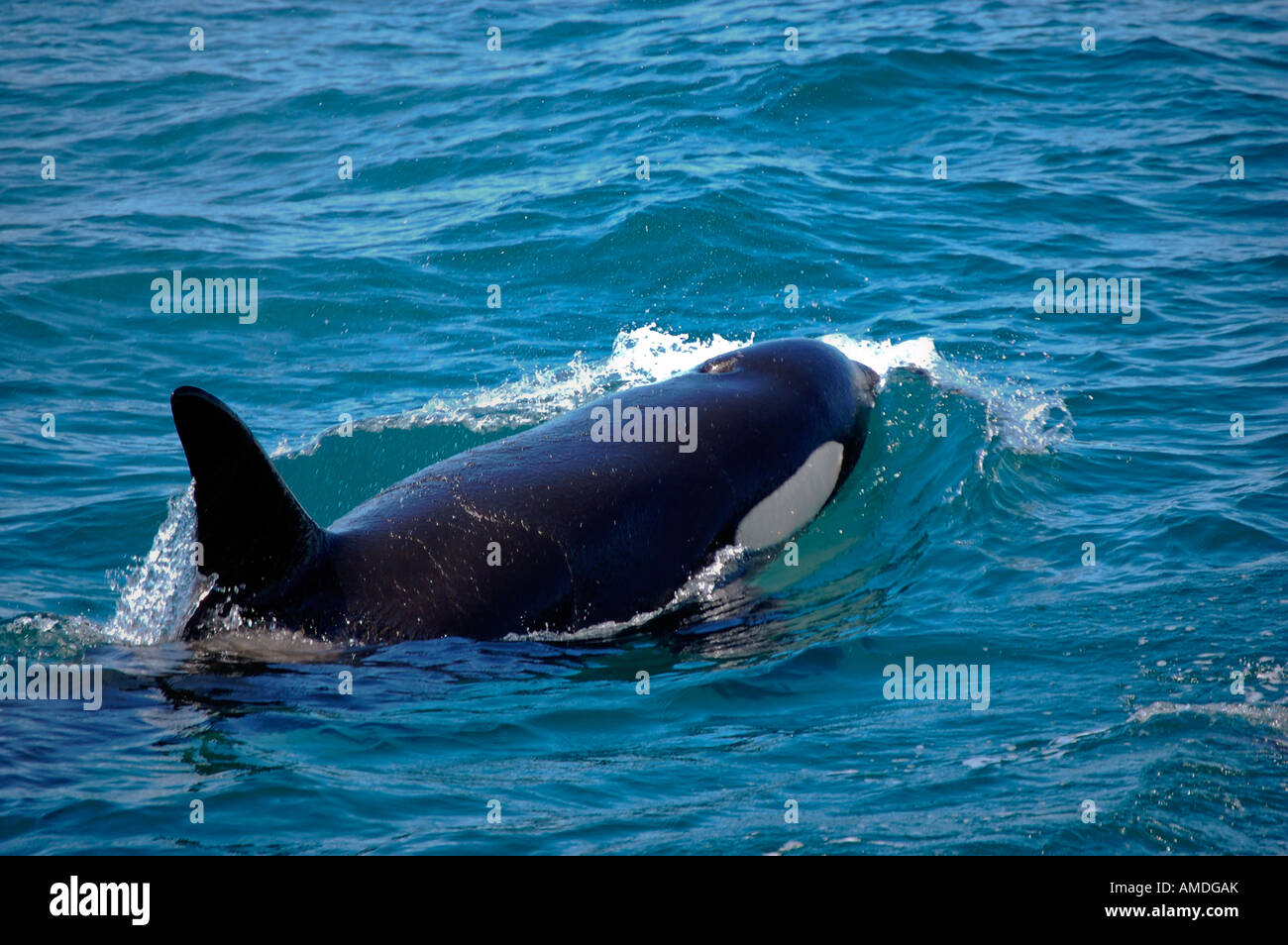 Killer whale Orca Orcinus orca Kaikoura New Zealand Stock Photo - Alamy