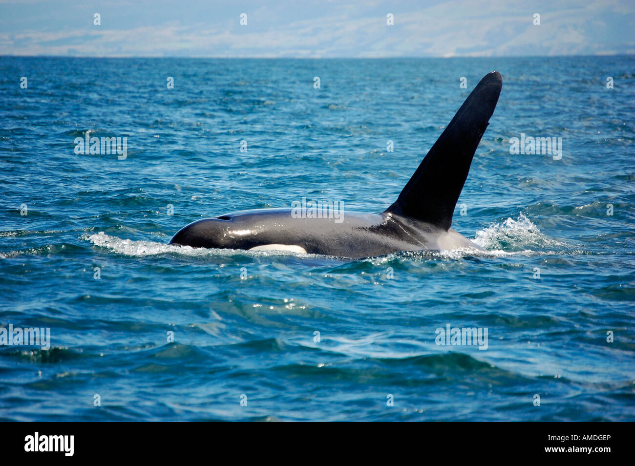 Killer whale (Orca Orcinus) orca Kaikoura New Zealand Stock Photo - Alamy