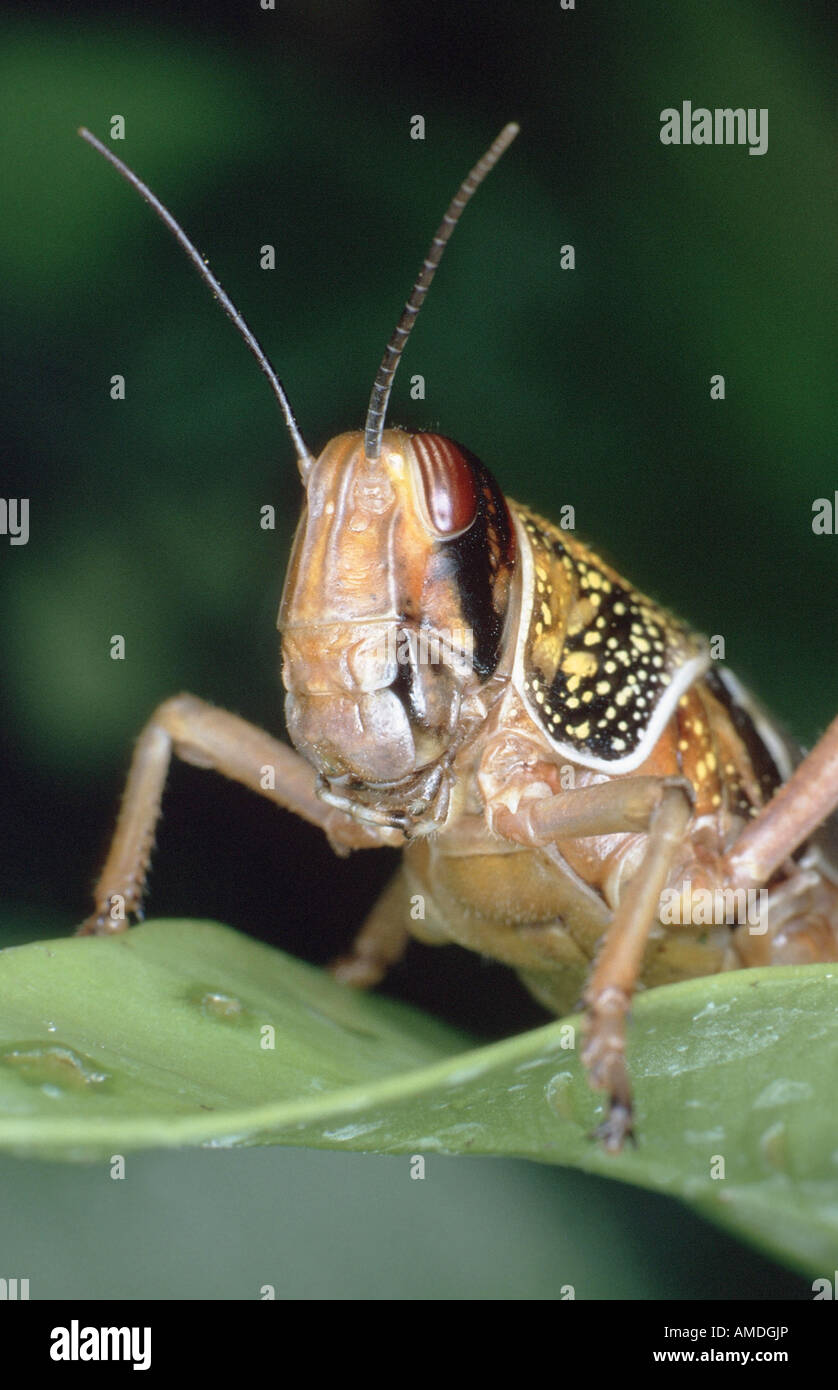 desert locust Schistocerca gregaria larva Stock Photo - Alamy