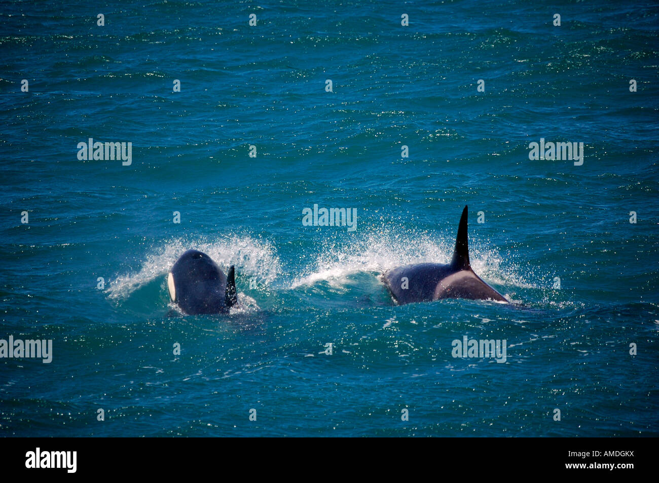 Killer whale (Orca Orcinus) orca Kaikoura New Zealand Stock Photo - Alamy