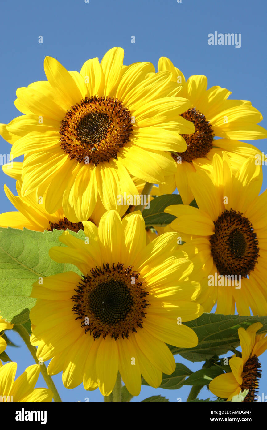 Four sunflowers hi-res stock photography and images - Alamy