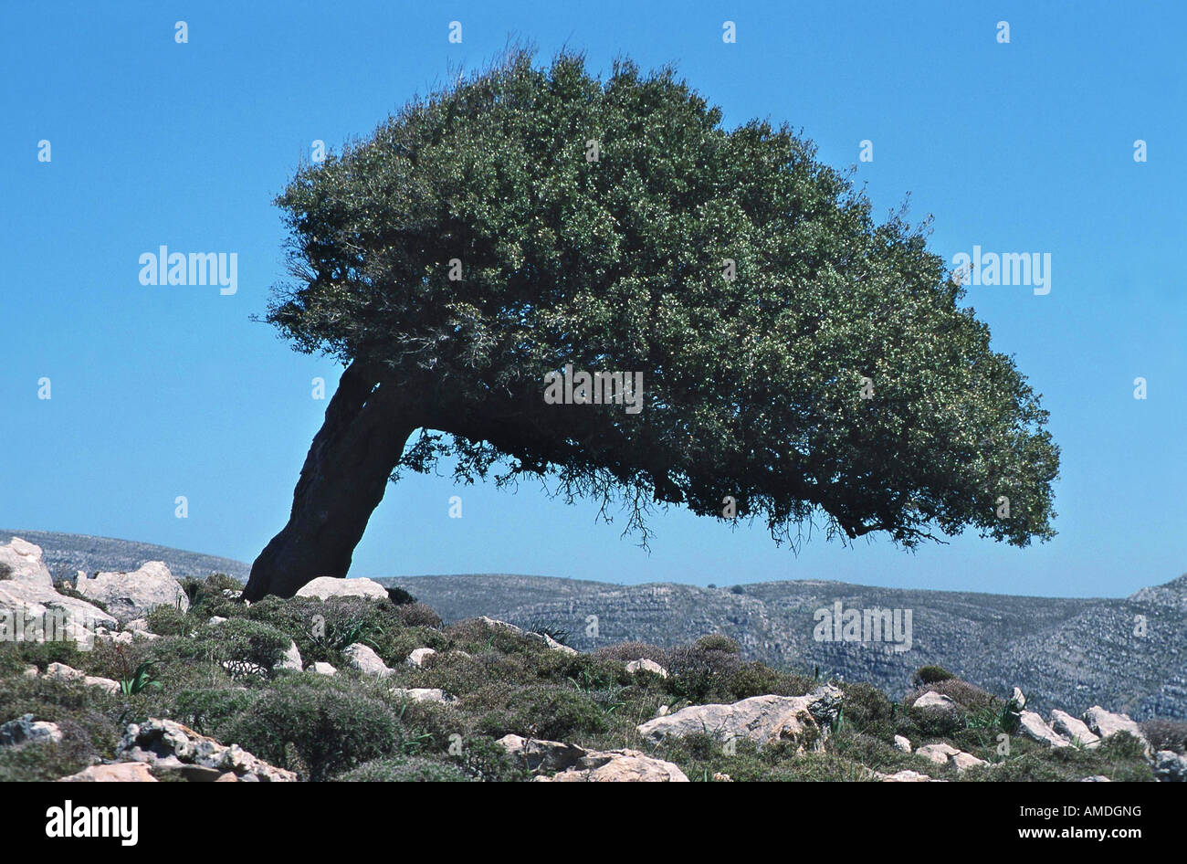 olive tree Olea europaea Stock Photo - Alamy