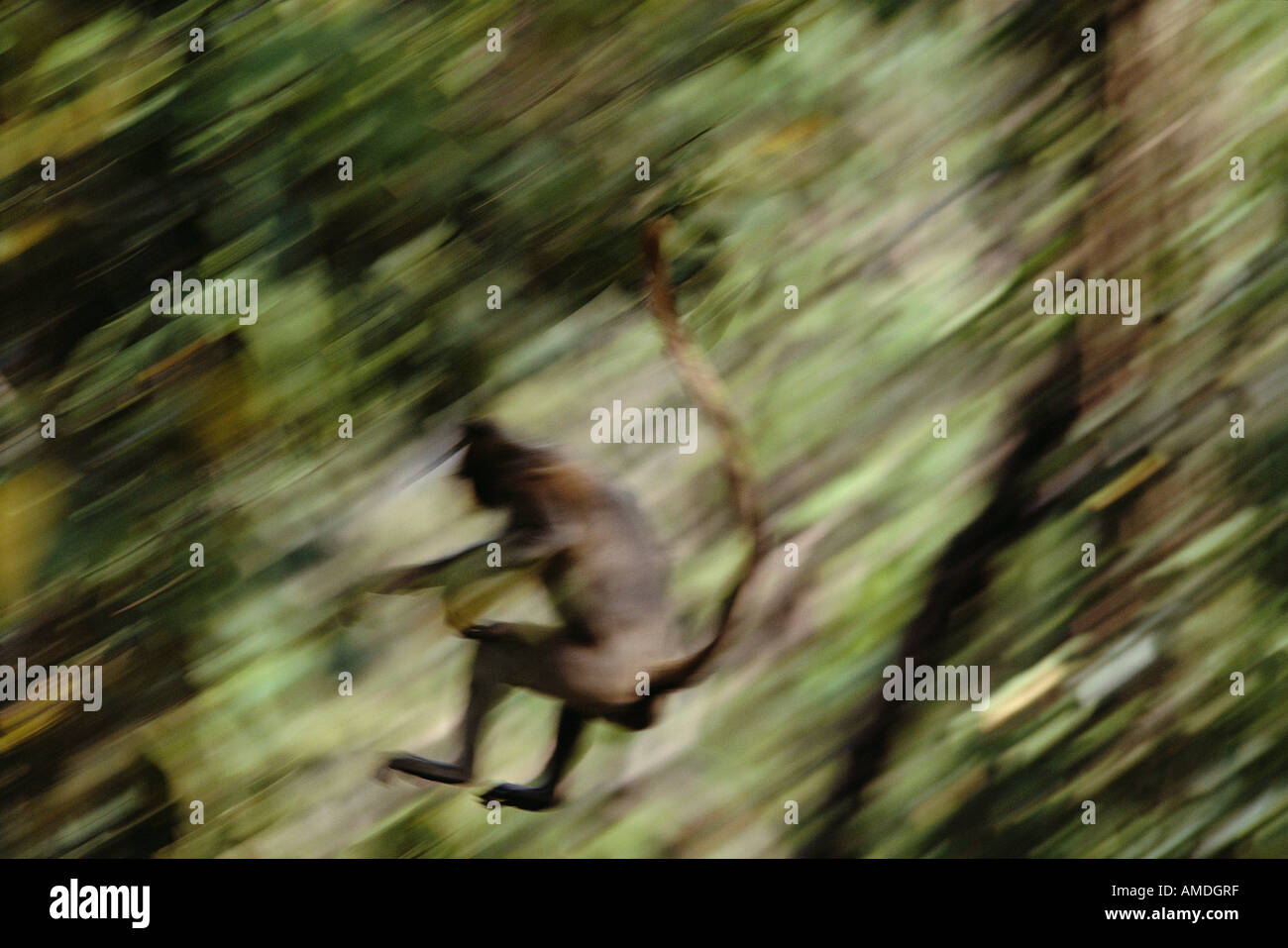 Langur Monkey Royal Chitwan National Park Nepal Stock Photo - Alamy