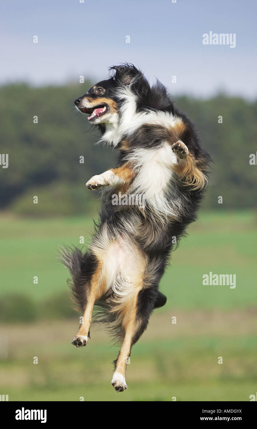 Australian Shepherd dog - jumping Stock Photo - Alamy
