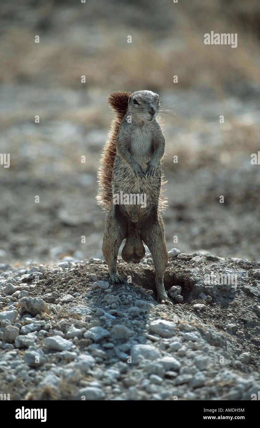 South African ground squirrel Cape ground squirrel Geosciurus inauris ...