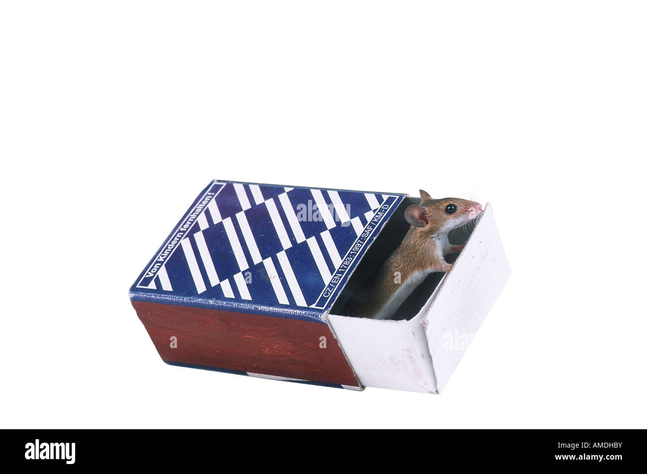 dwarf mouse in matchbox Stock Photo - Alamy