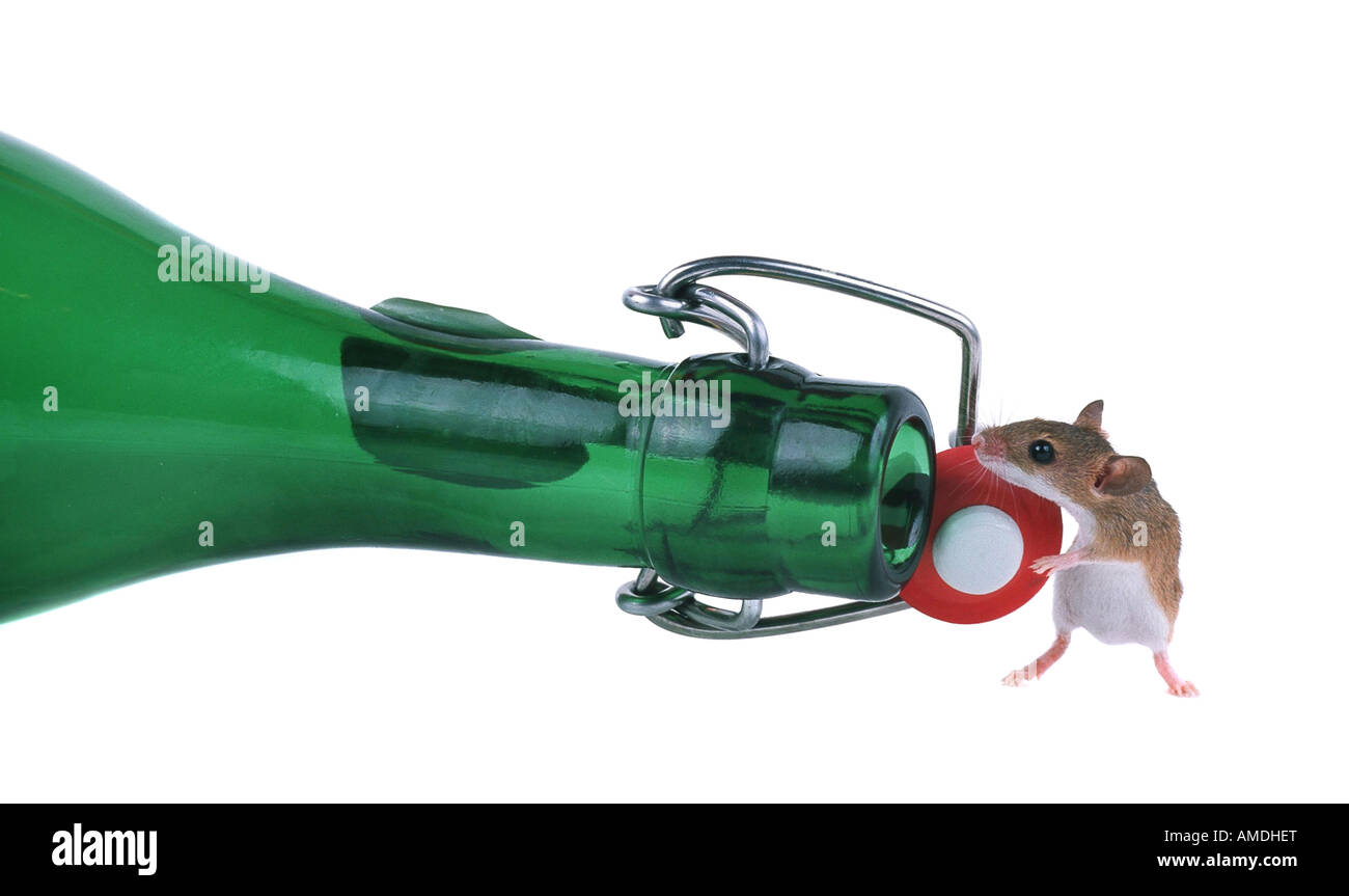 dwarf mouse looking in beer bottle Stock Photo - Alamy