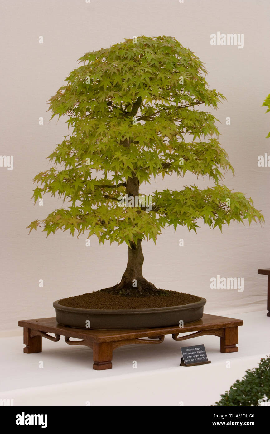 Miniature bonsai tree on display Stock Photo - Alamy