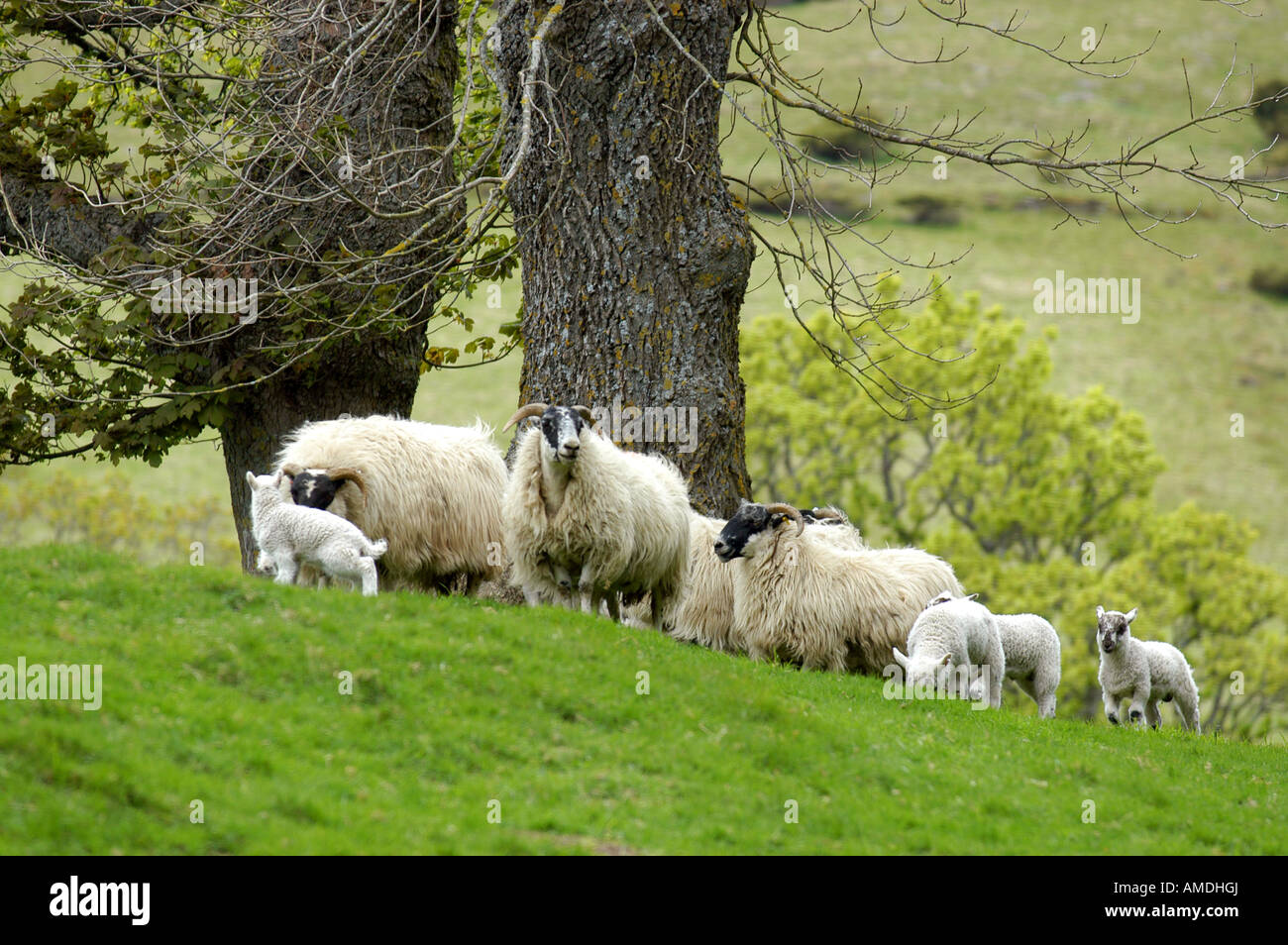 Lambs enjoy the sunshine on a spring day in the scottish highlands ...