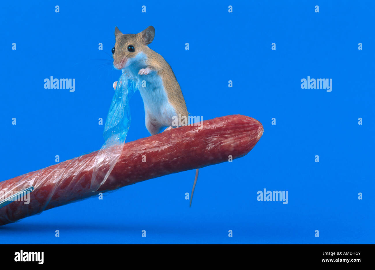 Dwarf mice hi-res stock photography and images - Alamy