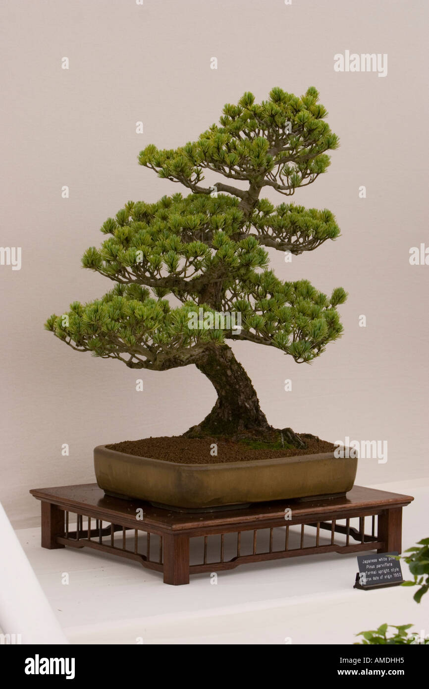 Miniature bonsai tree on display Stock Photo - Alamy