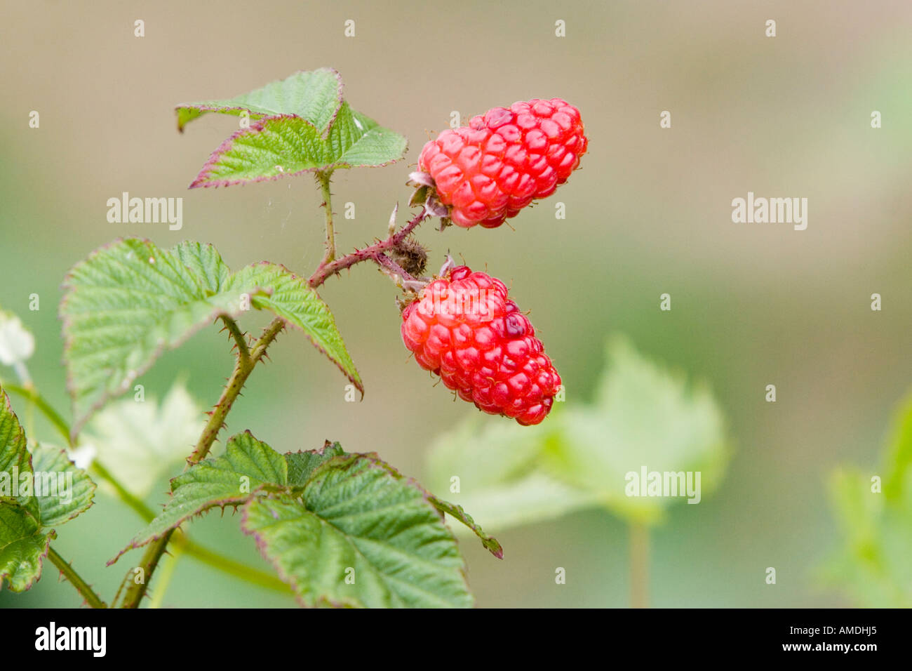 Raspberries growing hi-res stock photography and images - Alamy