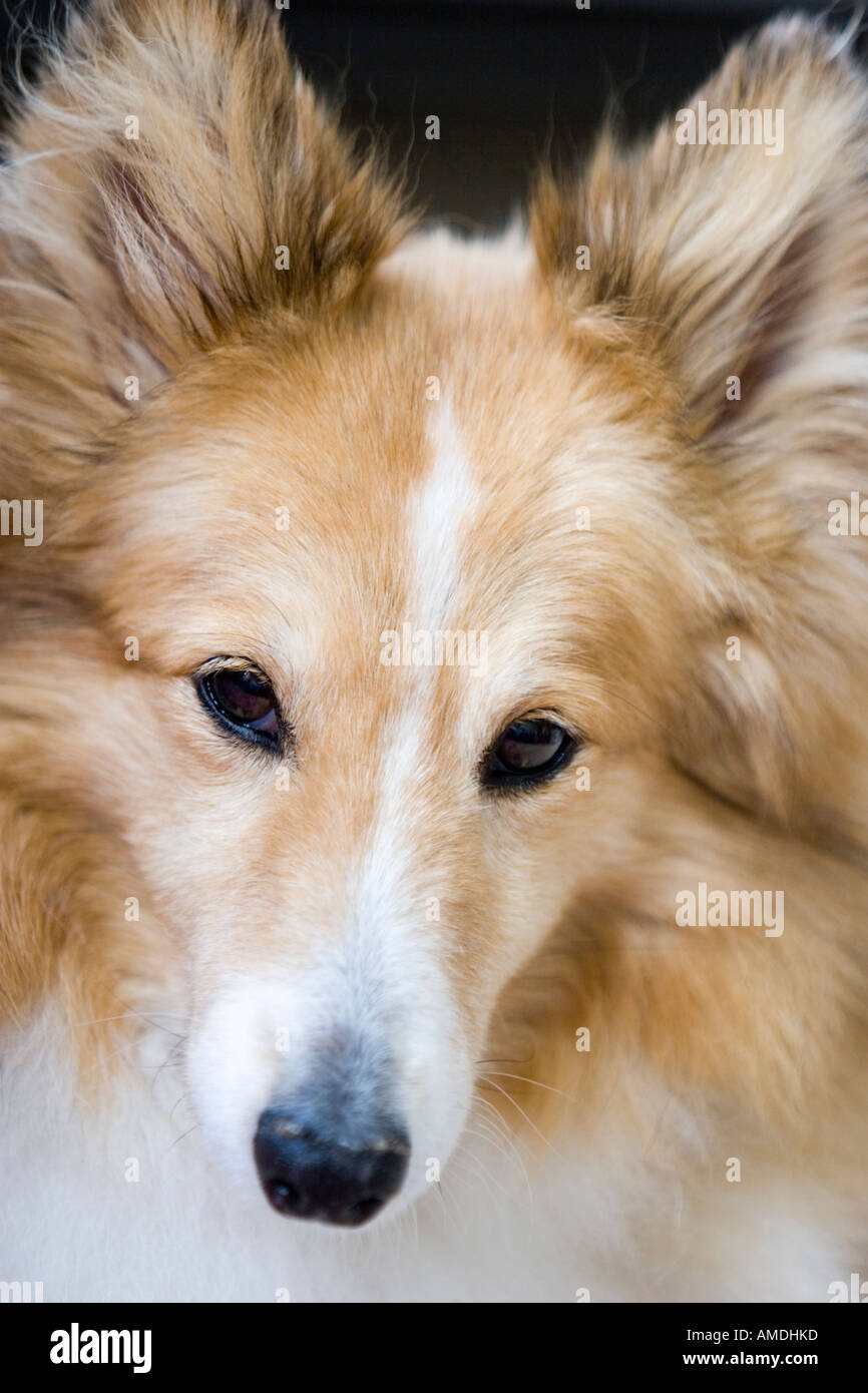 English sheepdog close up hi-res stock photography and images - Alamy
