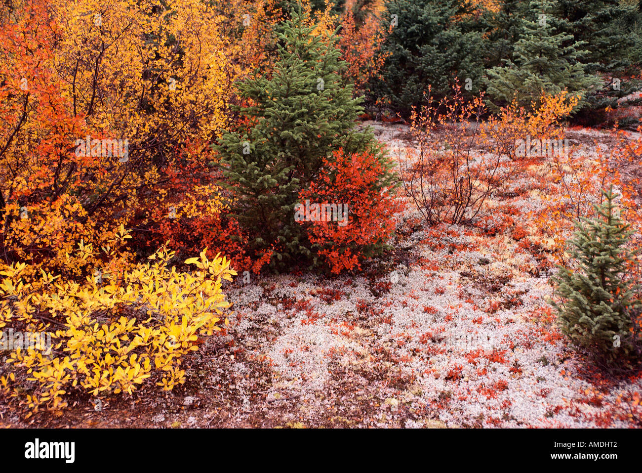 Deciduous forest autumn newfoundland hi-res stock photography and ...