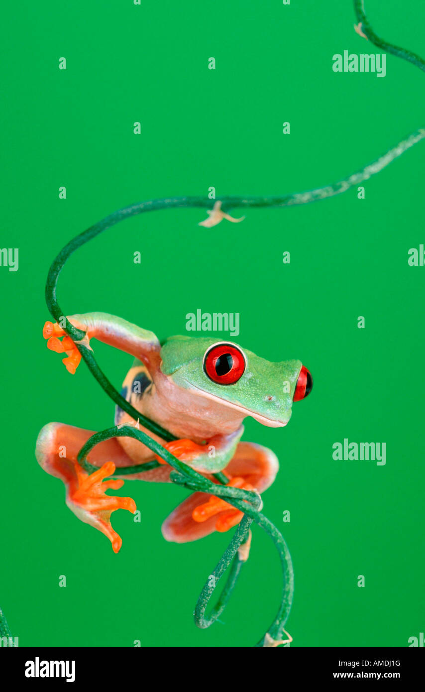 red eyed treefrog Agalychnis callidryas climbing on a climber Stock ...