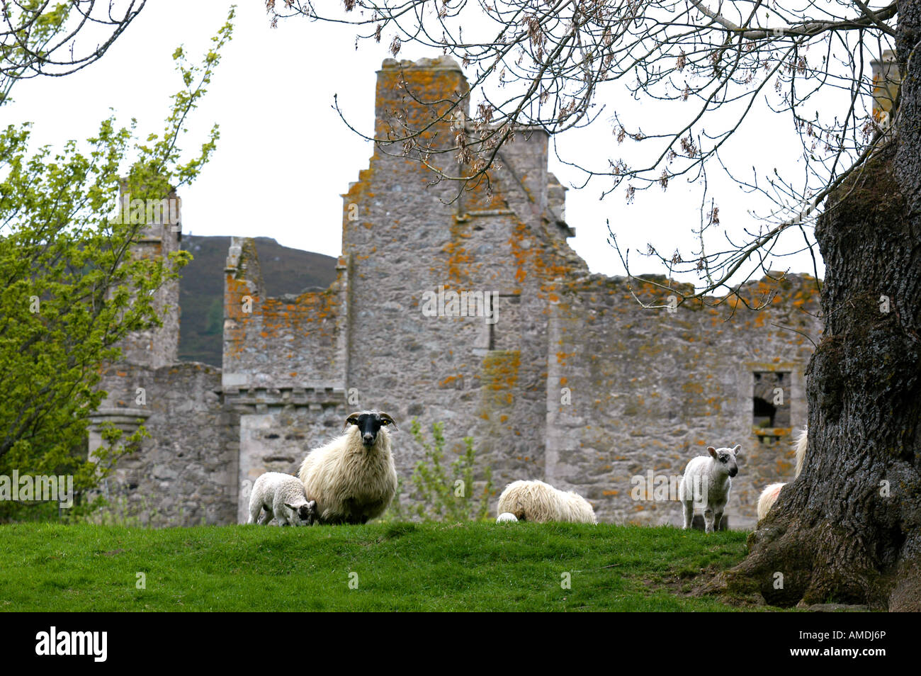 Lambs enjoy the sunshine in the shadow of Glenbuchat Castle ...