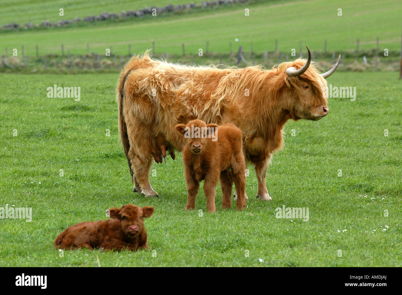A family Highland cows on the green fields of Glenbuchat Aberdeenshire ...