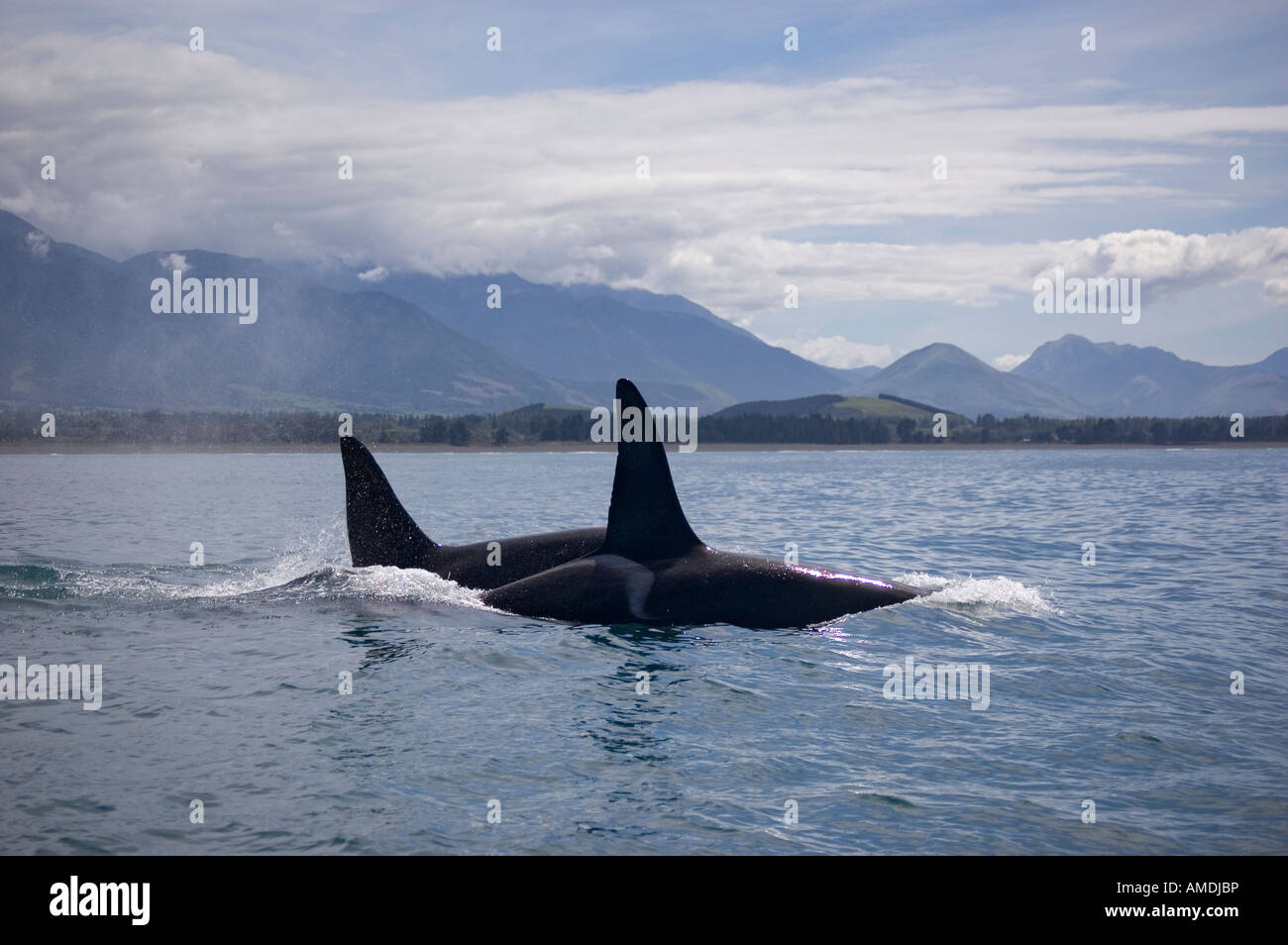 Killer whale Orca Orcinus orca Kaikoura New Zealand Stock Photo - Alamy