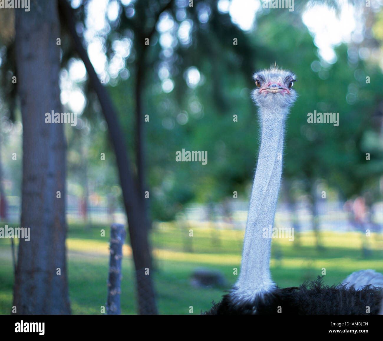 large wild african bird glaring at the camera Stock Photo - Alamy
