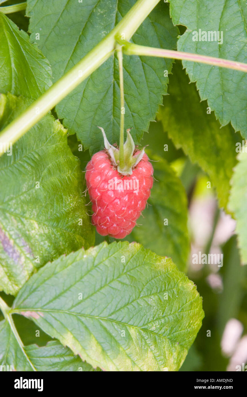Pick your own raspberries Stock Photo - Alamy