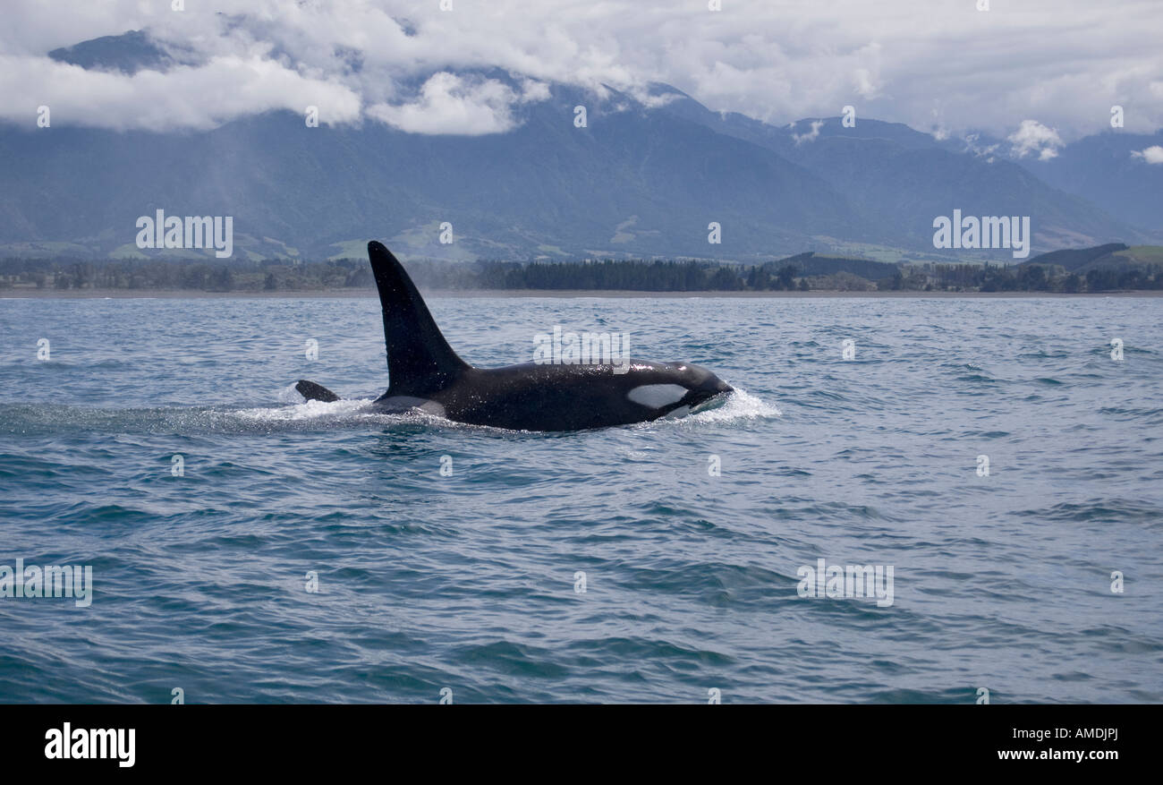 Killer whale (Orca Orcinus) orca Kaikoura New Zealand Stock Photo - Alamy