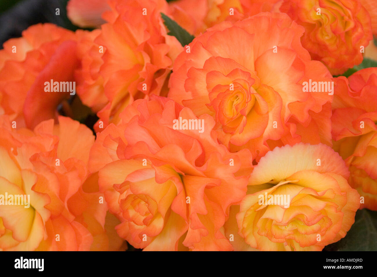 Prize winning flowers on display at the Taunton flower show Stock Photo ...