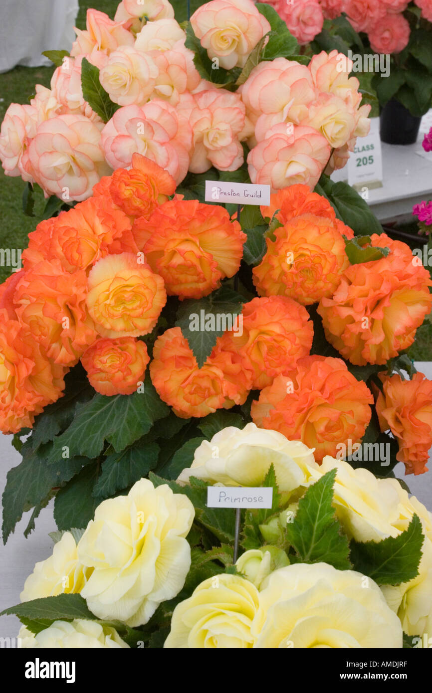 Prize winning flowers on display at the Taunton flower show Stock Photo ...