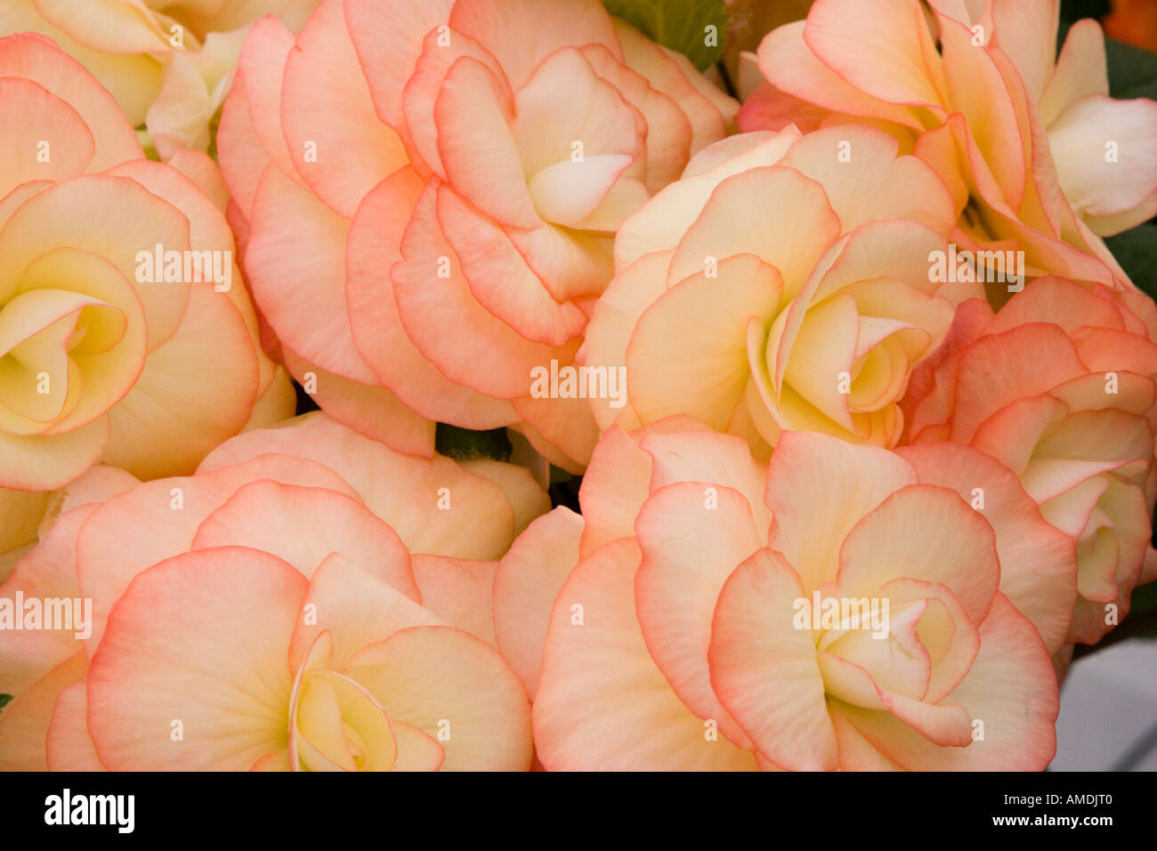 Prize winning flowers on display at the Taunton flower show Stock Photo ...