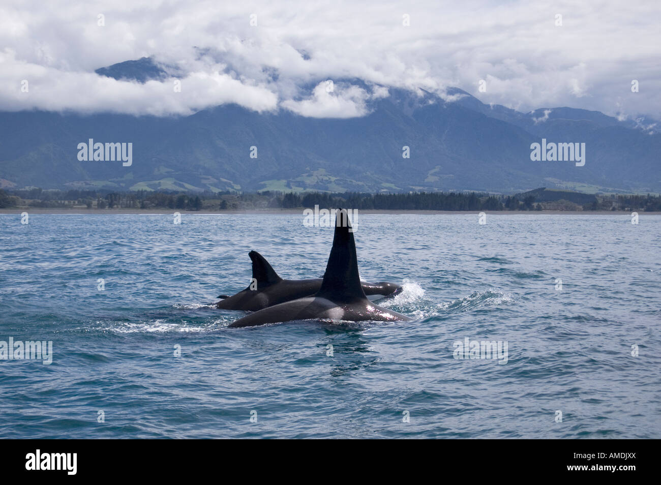 Killer whale (Orca Orcinus) orca Kaikoura New Zealand Stock Photo - Alamy
