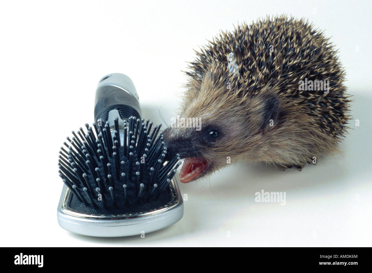 western hedgehog European hedgehog Erinaceus europaeus young biting ...