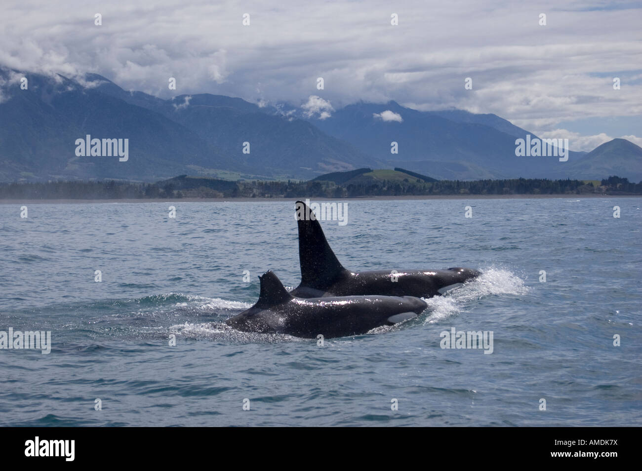 Killer whale (Orca Orcinus) orca Kaikoura New Zealand Stock Photo - Alamy